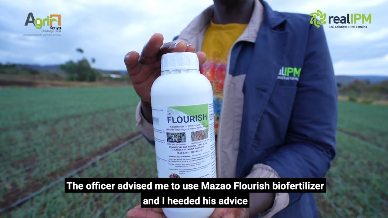 Onions farming In Meru County - YouTube