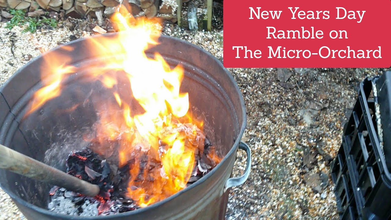 New Years Day ramble on the Micro Orchard| Gardening Jobs to do in ...