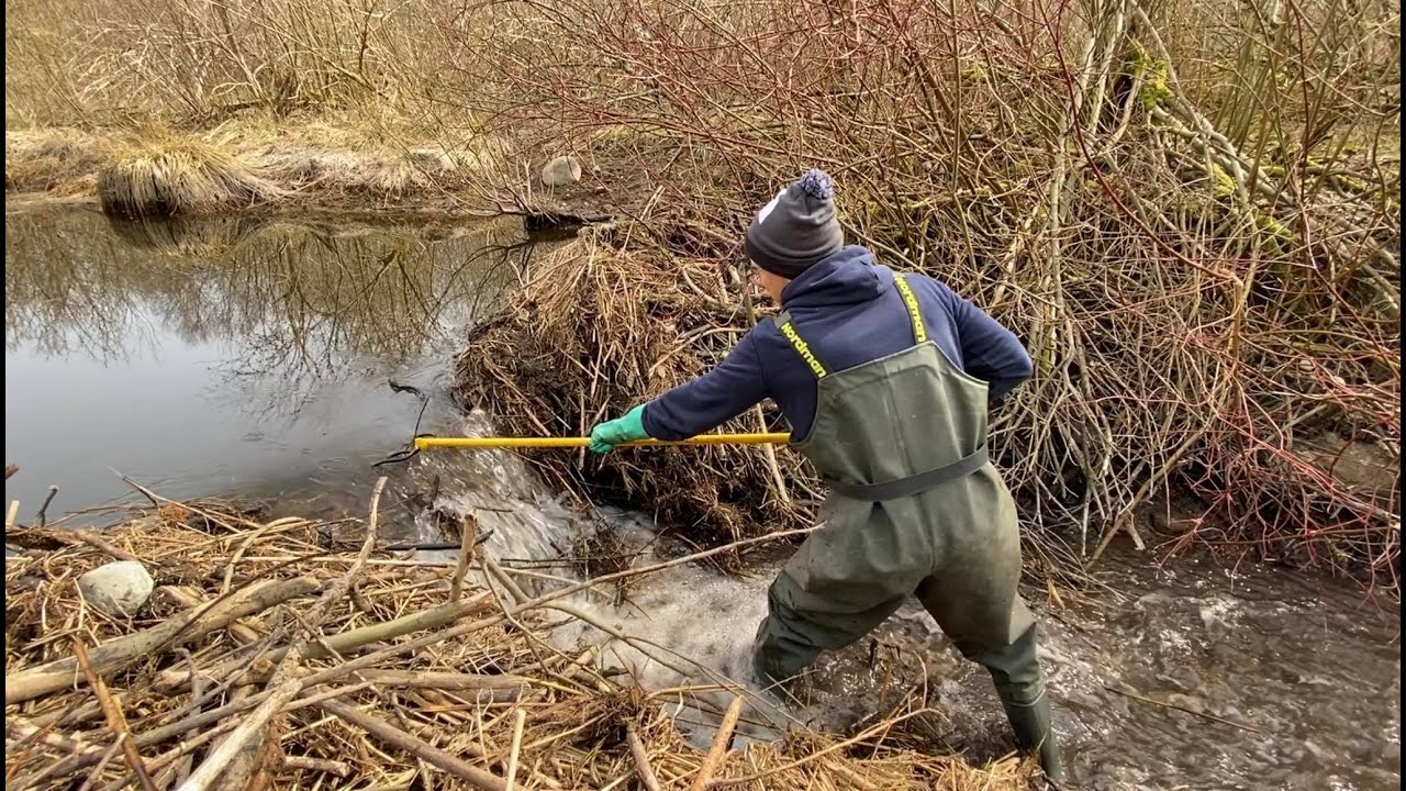 Beaver dam removal || Fast draining. - YouTube