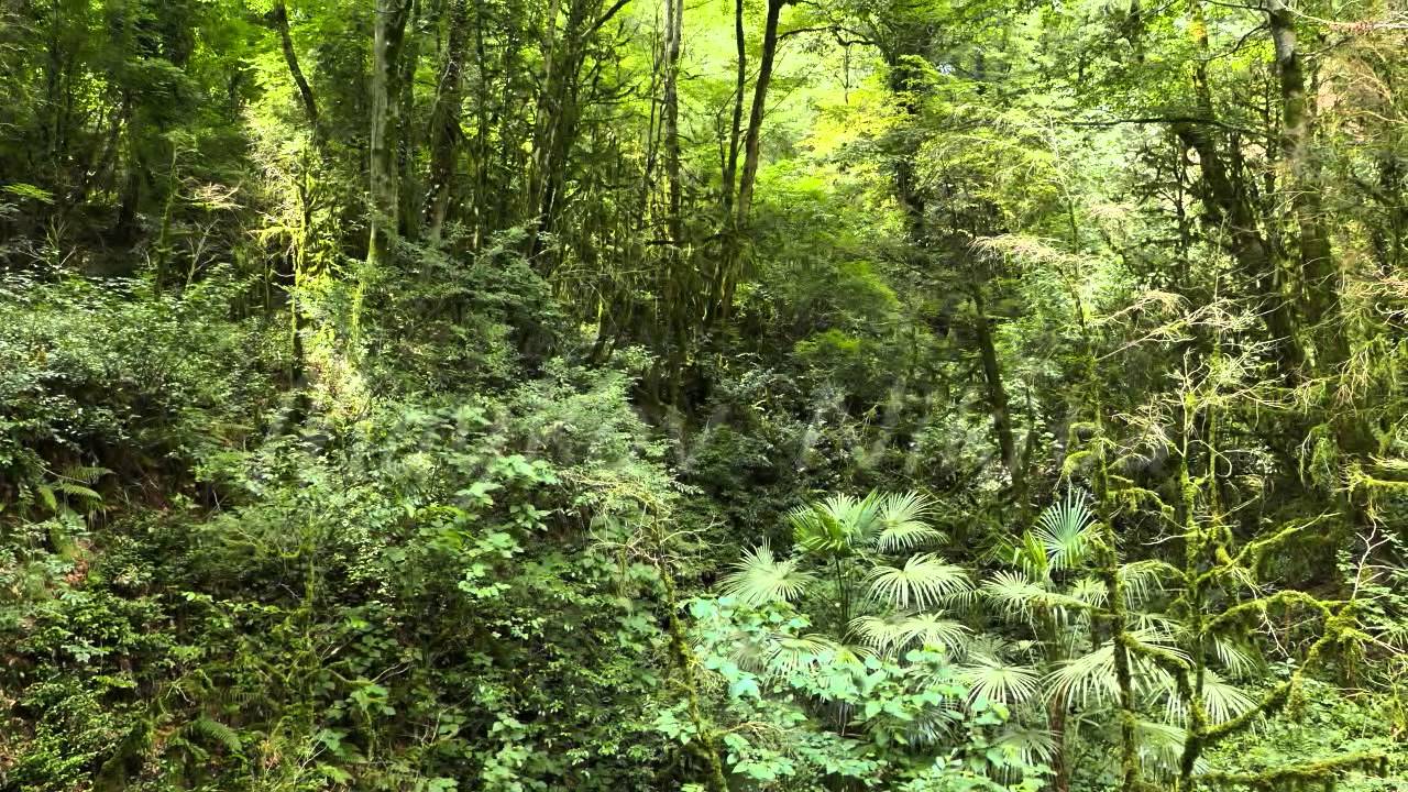 Trees in Yew-tree grove. Sochi, Russia. 4K - YouTube