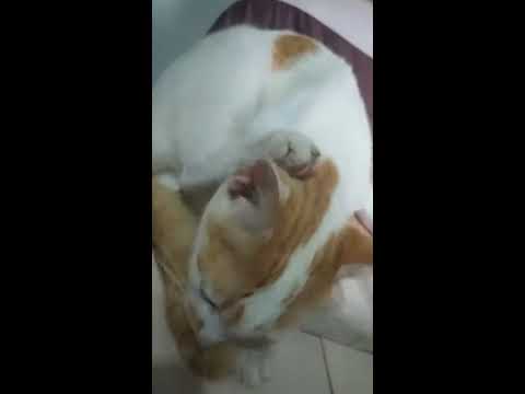 Cat licking his balls and pp - YouTube