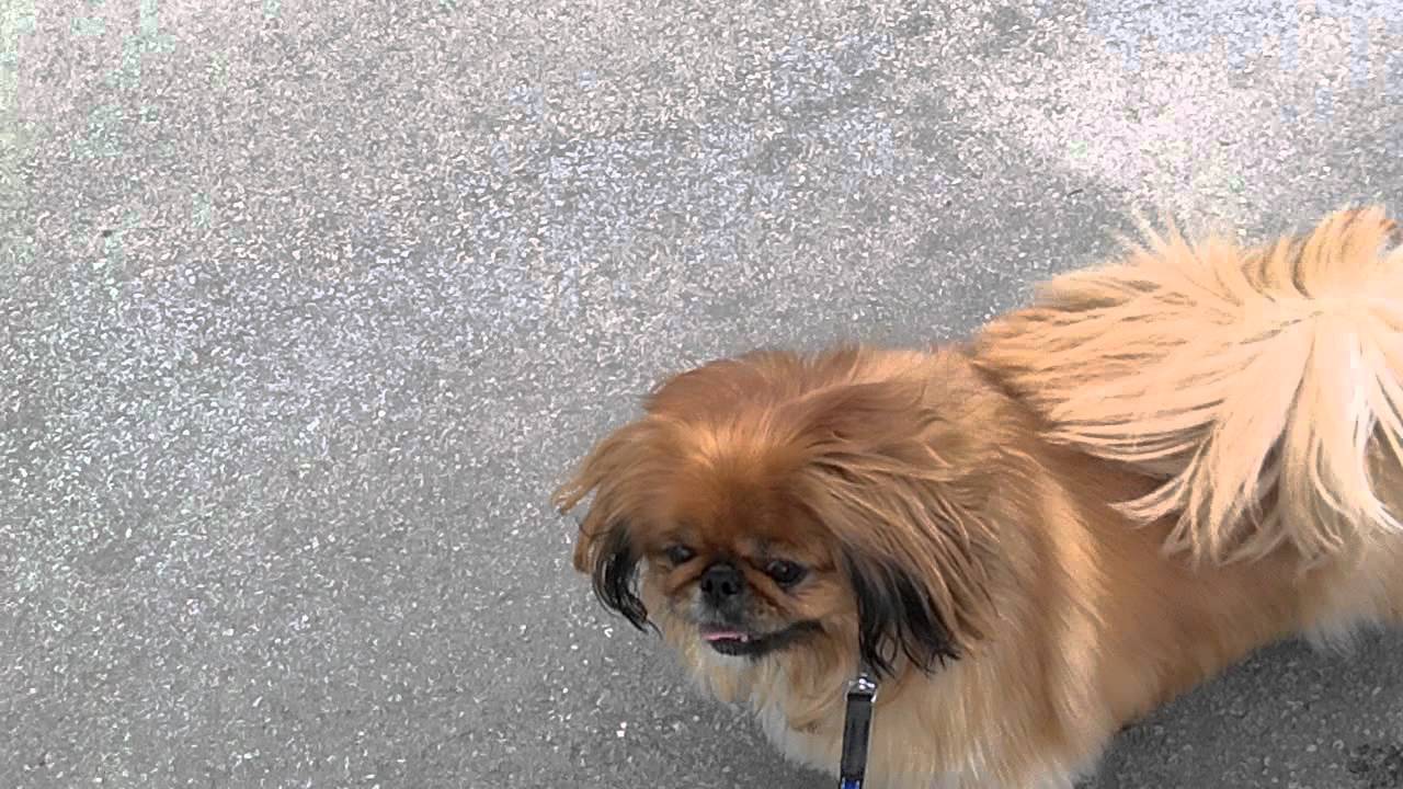 Choo Choo's Loon Debut - YouTube