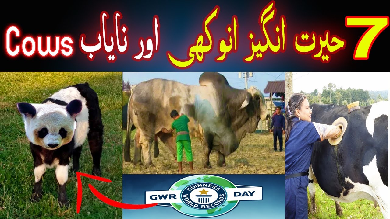 7 Most Unique and Rare Cows in the World | Unusual Animals | انوکھی اور ...