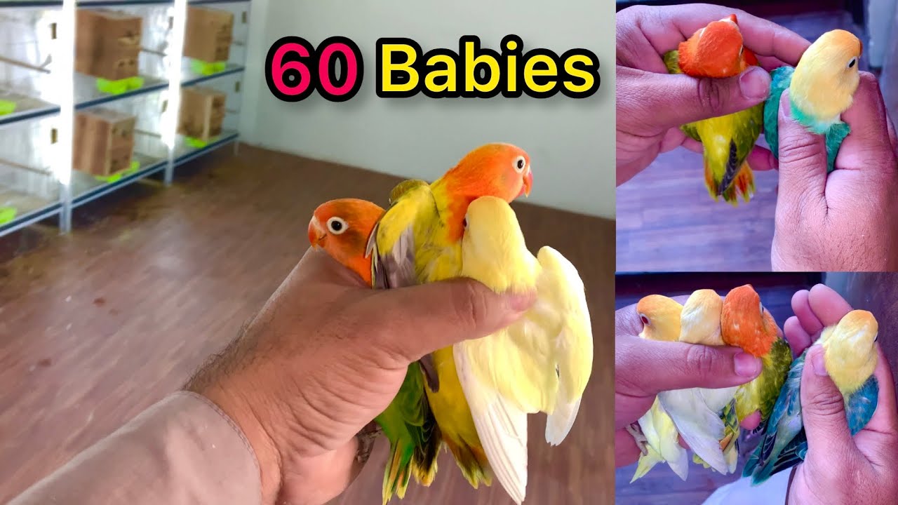 60 Colorful Parrot Babies Chicks Transfer Kr Deye - YouTube