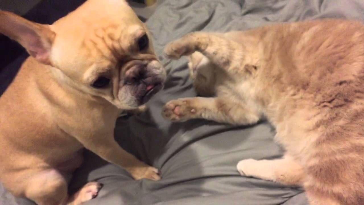 Doby&Doshide before sleep 3 - YouTube