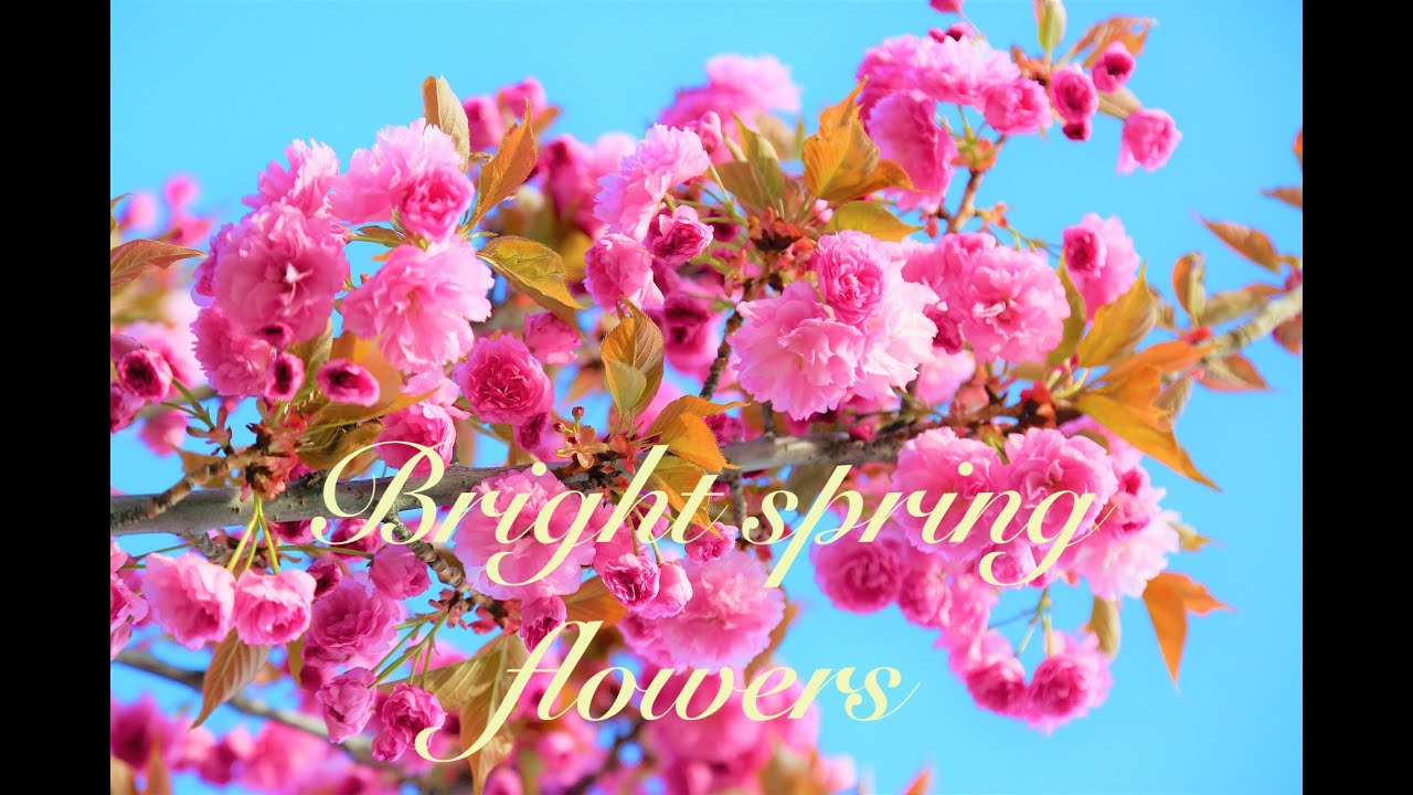 Pleasant music for relaxation and sleep# 4k#spring - YouTube