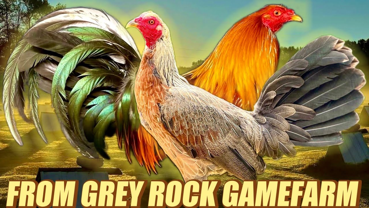 Hanny Grey Hatch Kelso And Sweater Yellow Hatch Oklahoma - FROM GREY ...