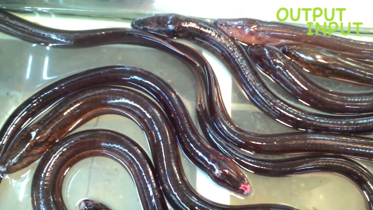 Ikan Belut Besar Woww - YouTube