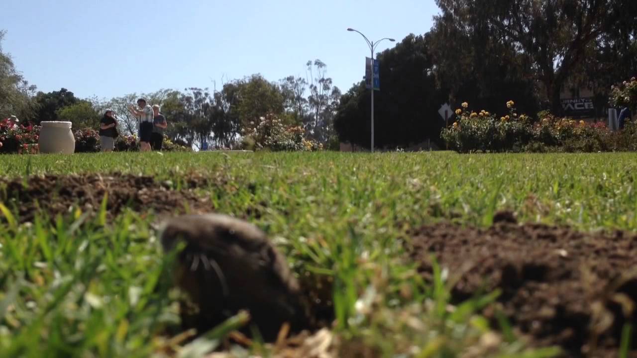 Caddyshack LIVE Action ! This ain't No Puppet ! Gopher - YouTube