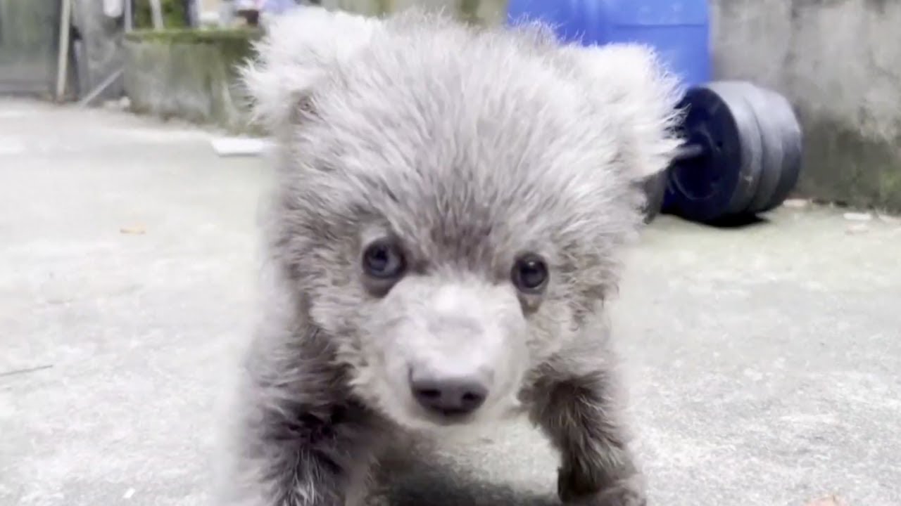 A Real Life Teddy Bear - Junjun The Adorable Bear Cub - YouTube