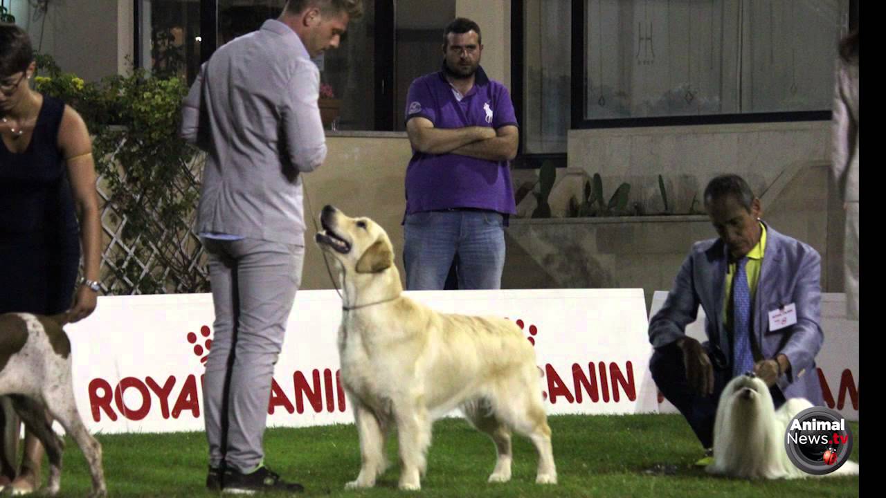 Highlights Salento Dog Show Meeting 2015 - YouTube