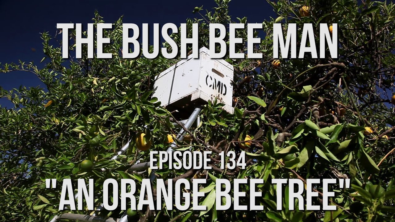 Rescuing Bees in an Orange Tree - The Bush Bee Man - YouTube