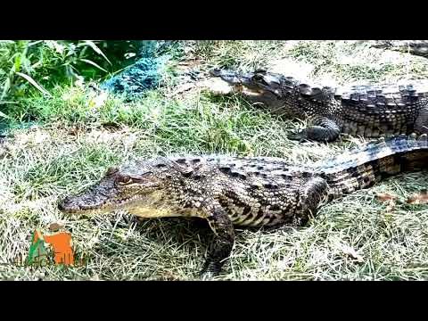 CROCODILES AT ALLIGATOR ALLEY?! Alligator Alley Summerdale, AL - YouTube