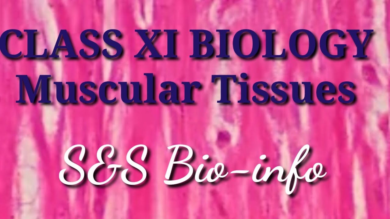 CLASS XI BIOLOGY Muscular Tissues - YouTube