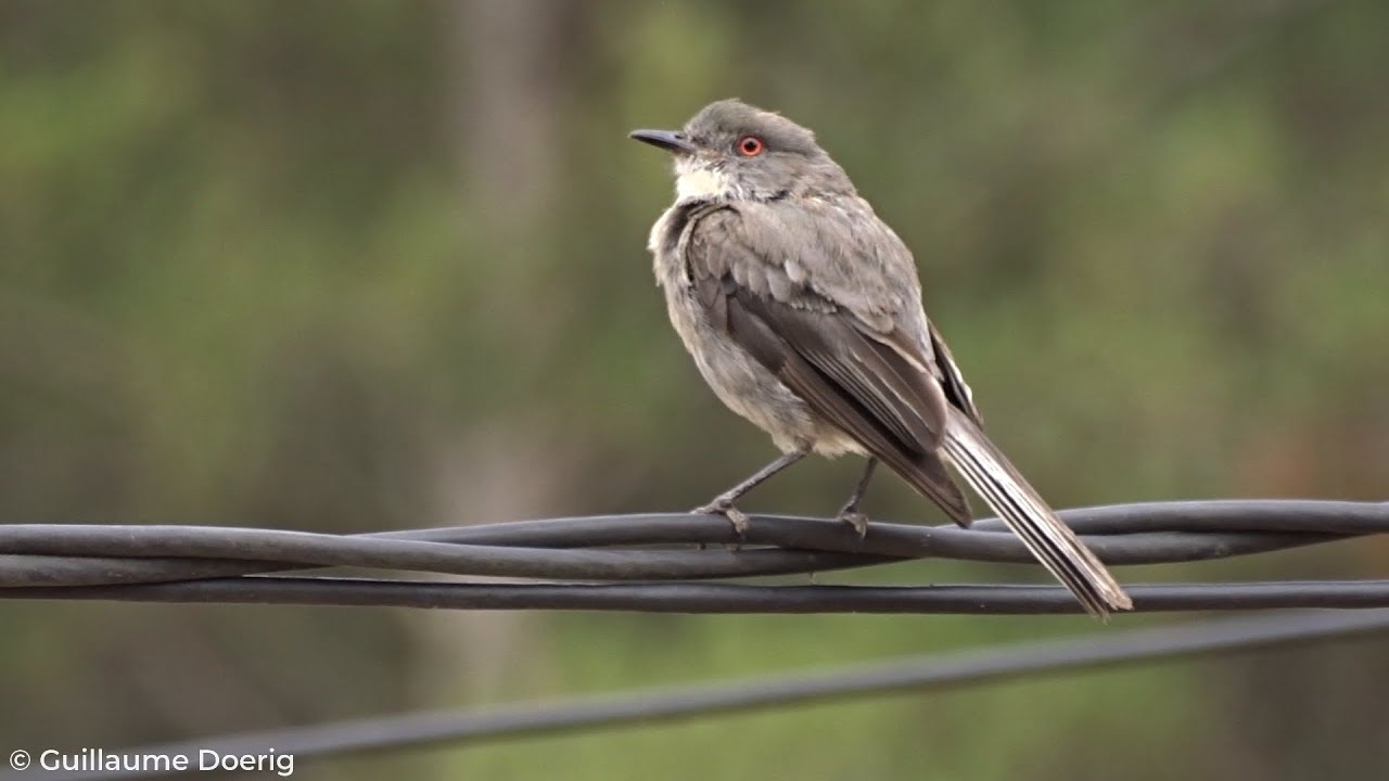 Fire-eyed Diucon (Xolmis pyrope) | Diucón | Comunidad El Puquio, El ...