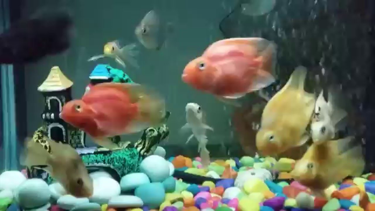 Yellow and Red parrot Fish - YouTube