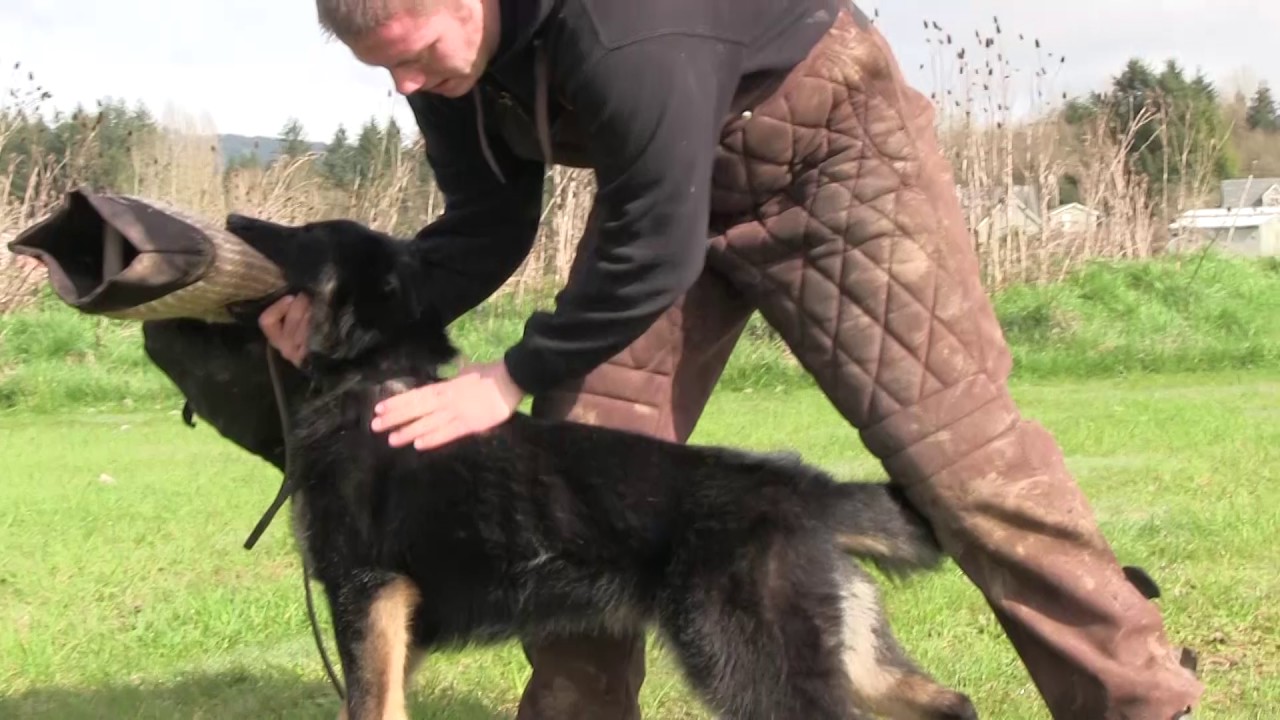 German Shepherd Guarding Exercise at 7 months - YouTube