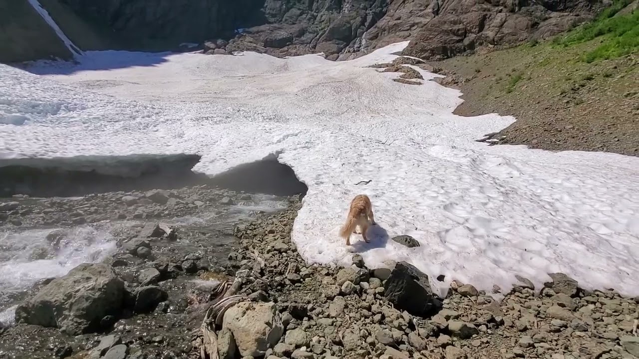 Dog Walking Above Ice Caves Near Century Sam Lake - Strathcona ...