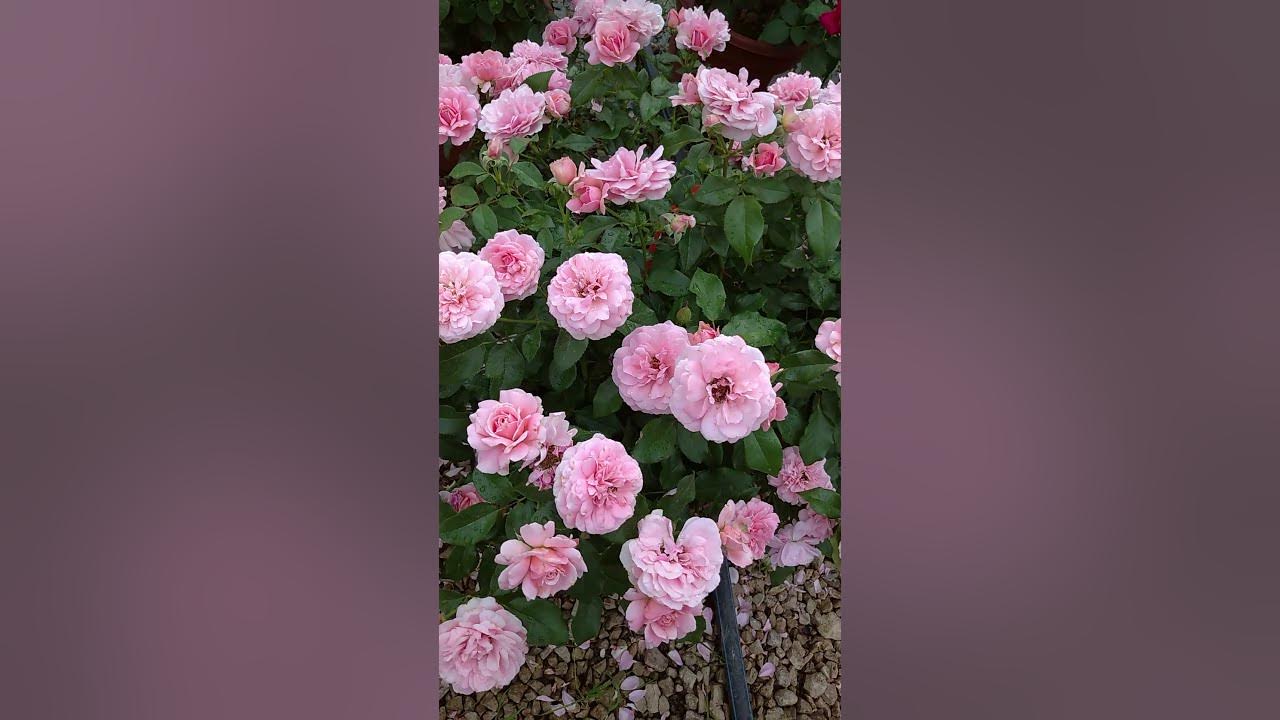 Роза флорибунда “Боттичелли” или “Botticelli” - YouTube