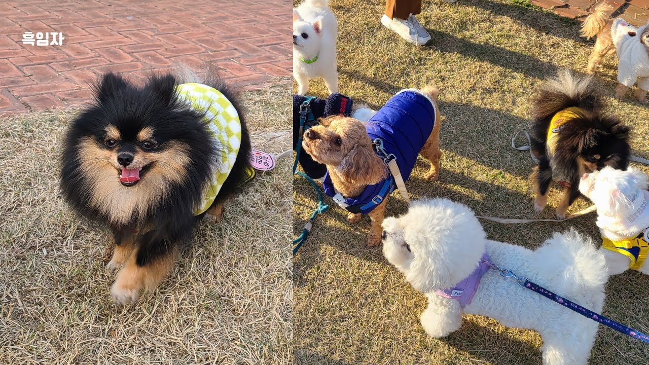 강아지 개모임 #흑임자 동네 산책 친구들(강남 댕댕이) dog meeting/Dog walkers in Gangnam - YouTube