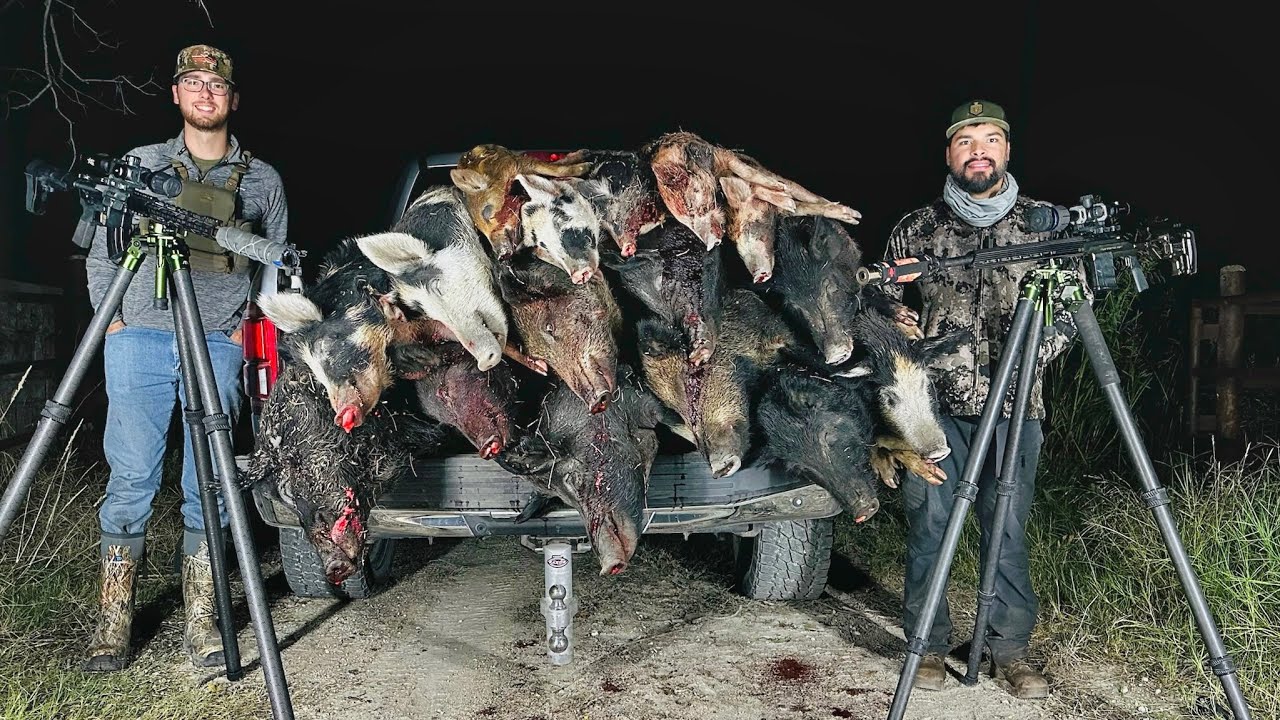 16 Pigs down with Night Eye LLC!! - YouTube