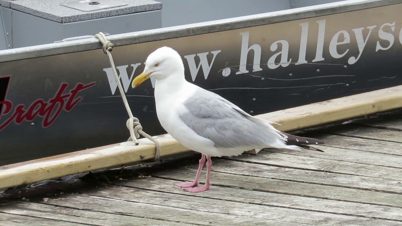 Bee Lake Gull - YouTube