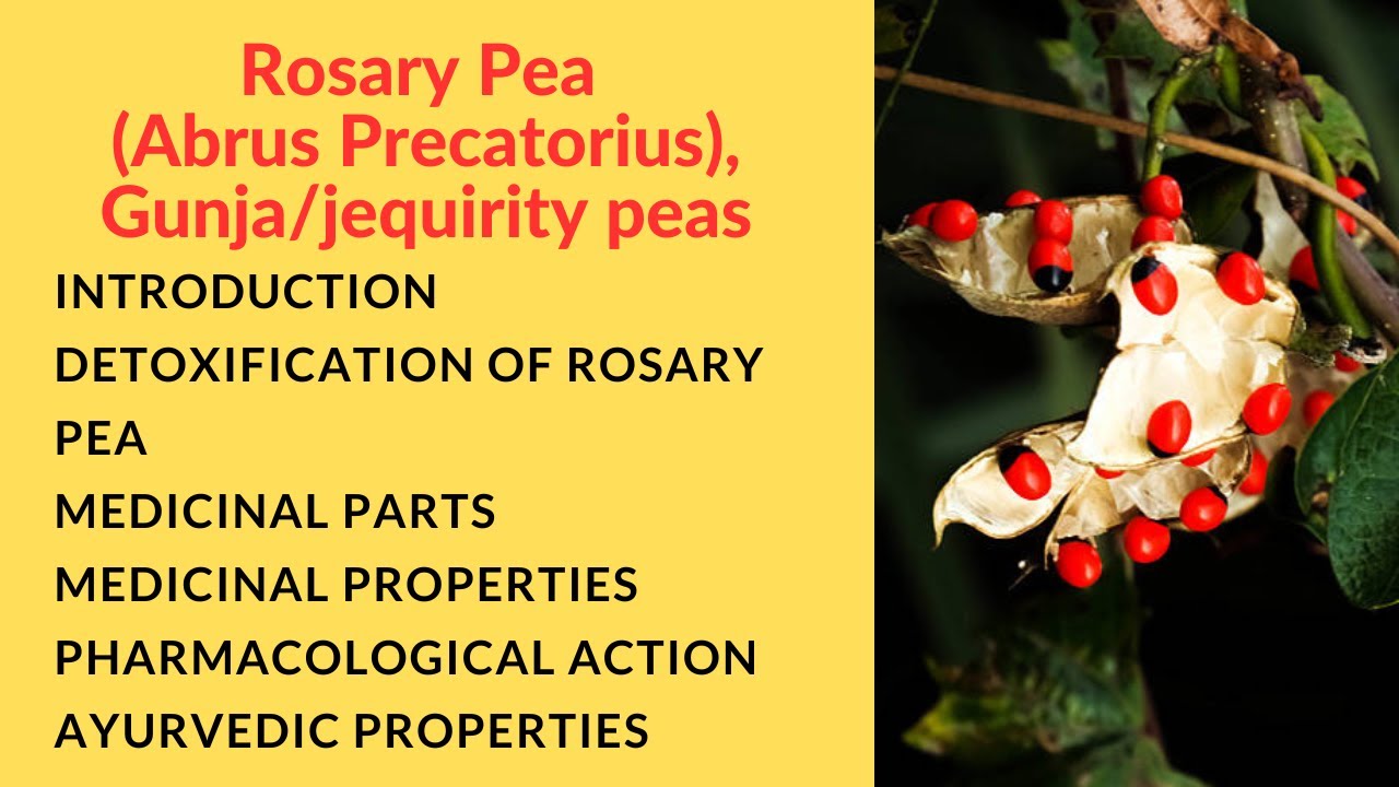 #Rosary Pea (#Abrus precatorius) #Gunja plant, Jequirity peas explain ...