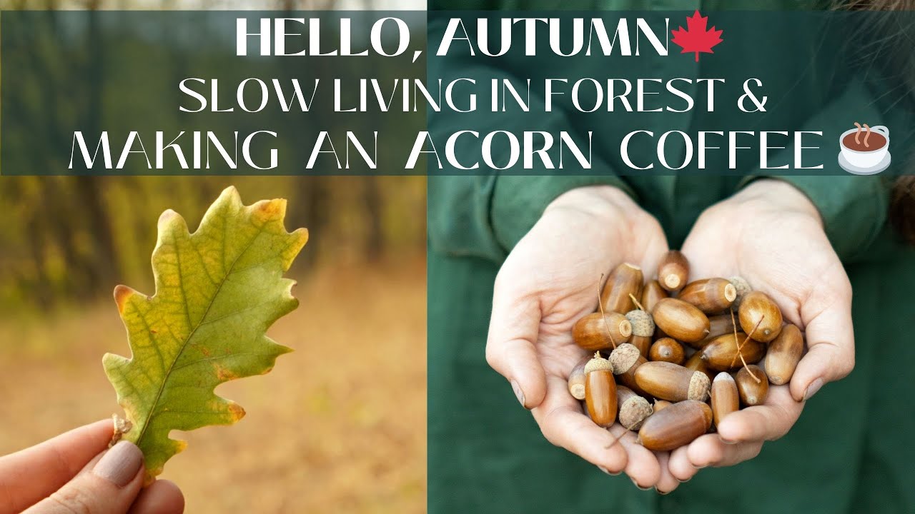 §24/ AUTUMN OFF THE GRID | Akorns season | Make acorn coffee or flour ...