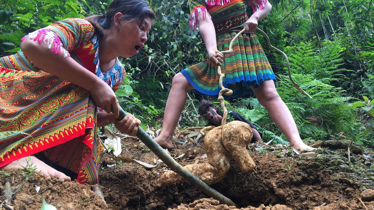 Primitive Life - Two Ethnic Girls Digging Giant Peas To Meet Forest ...