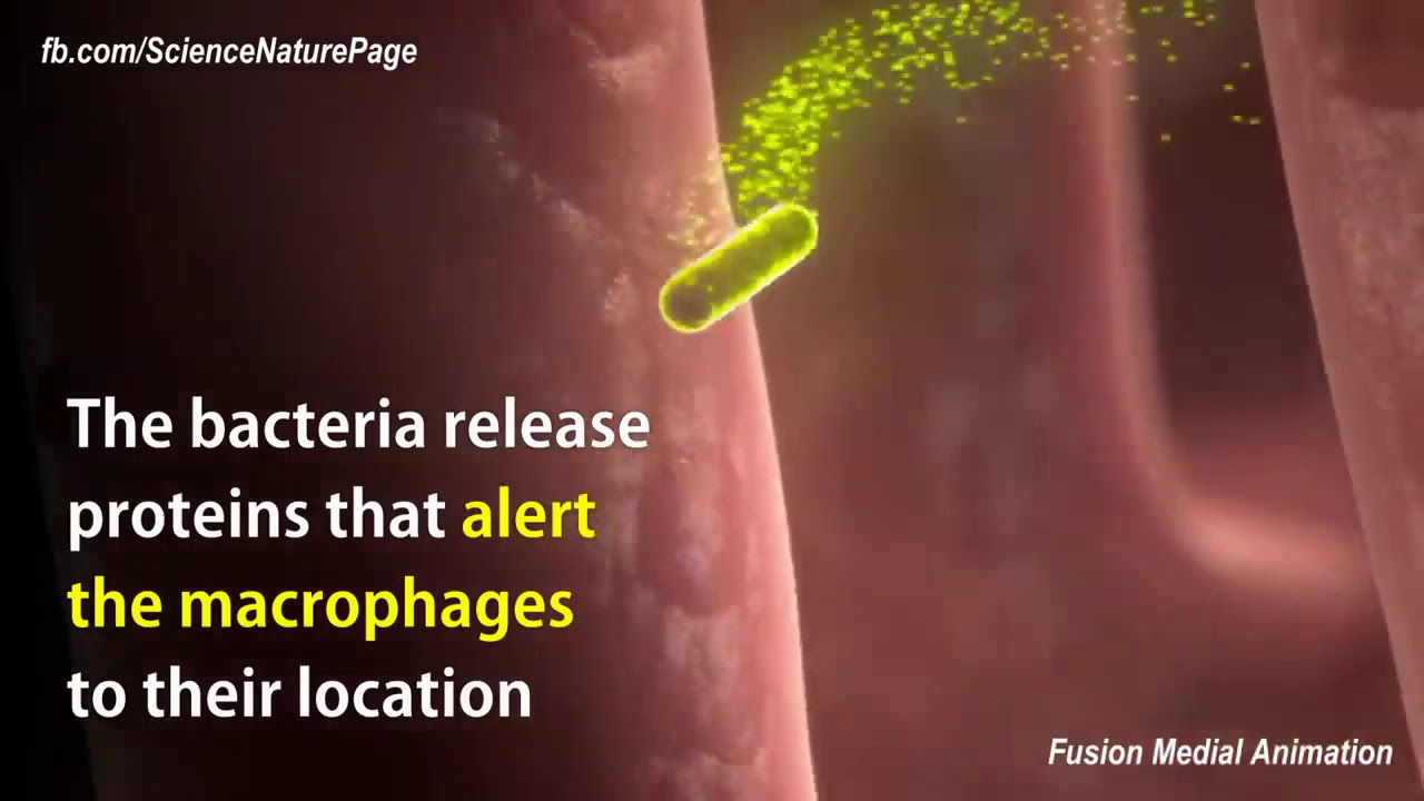 Immune Cells Eating Bacteria Phagocytosis - YouTube