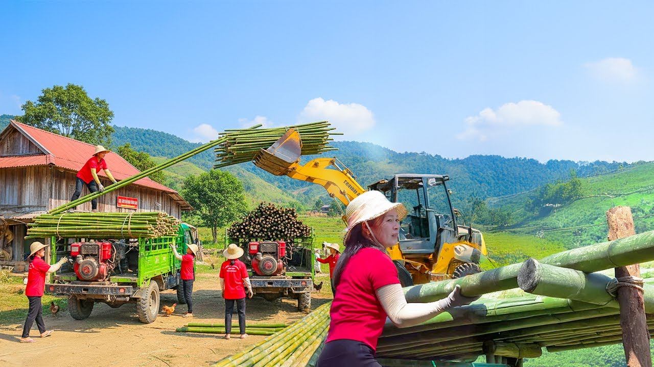 REWIND TIMELAPSE – Using Trucks to Transport 1000+ Bamboo for Trieu ...