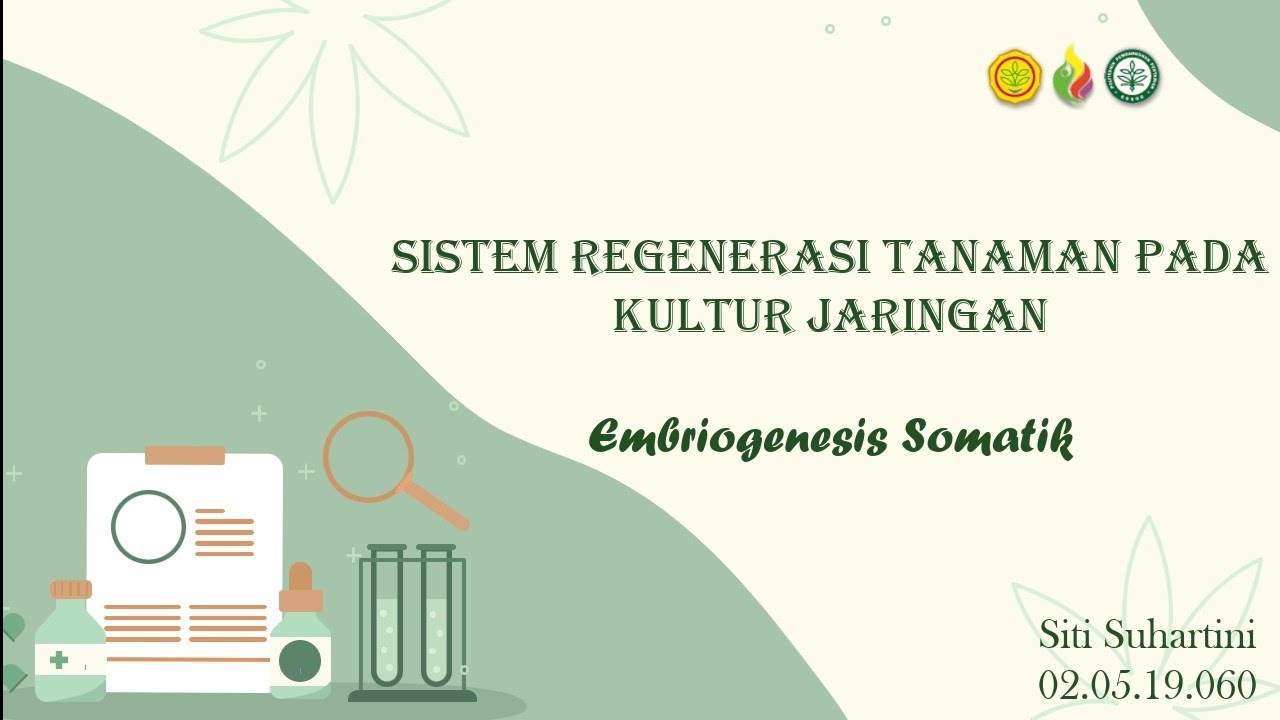 Embriogenesis Somatik || Kultur Jaringan - YouTube