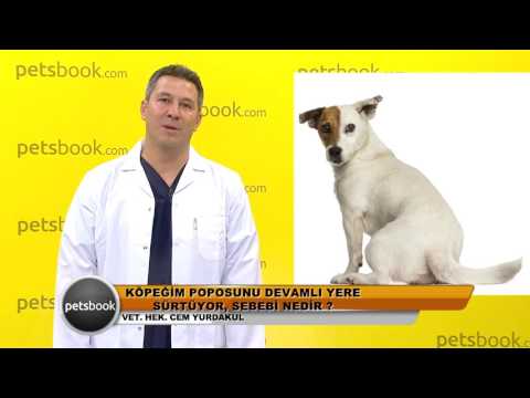 Köpeğim poposunu devamlı yere sürtüyor, sebebi nedir?