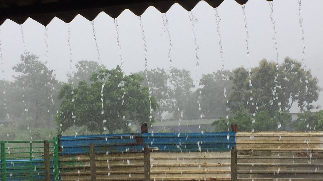 How to take care of goats in rainy season - YouTube