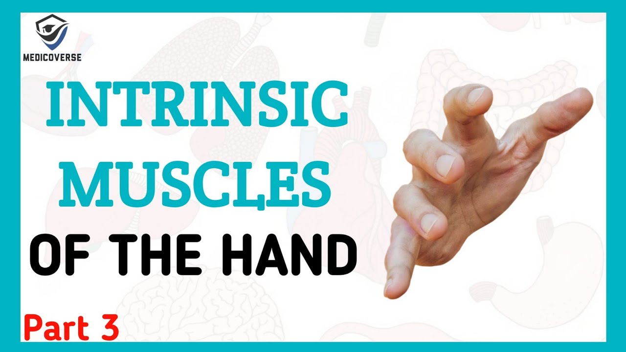 Muscles of the hand | Origin , Insertion and Action | Intrinsic muscles ...