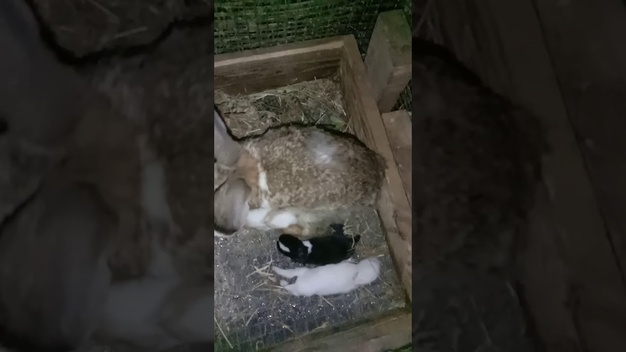 Rabbit feeding - YouTube