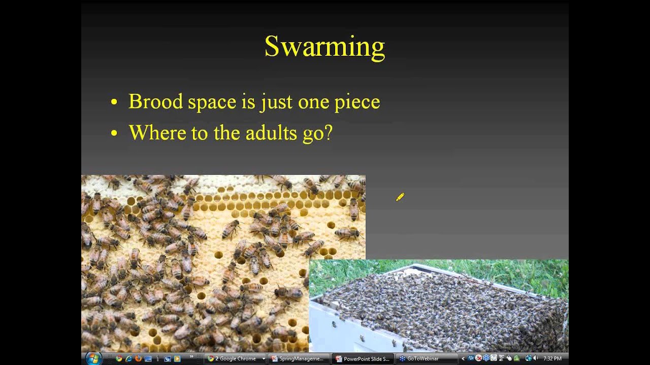 Spring Maintenance and Swarm Management - YouTube