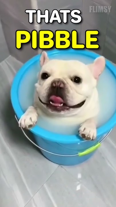 Pibble Anthem Edit. #pibble #gmail #edit #funny - YouTube