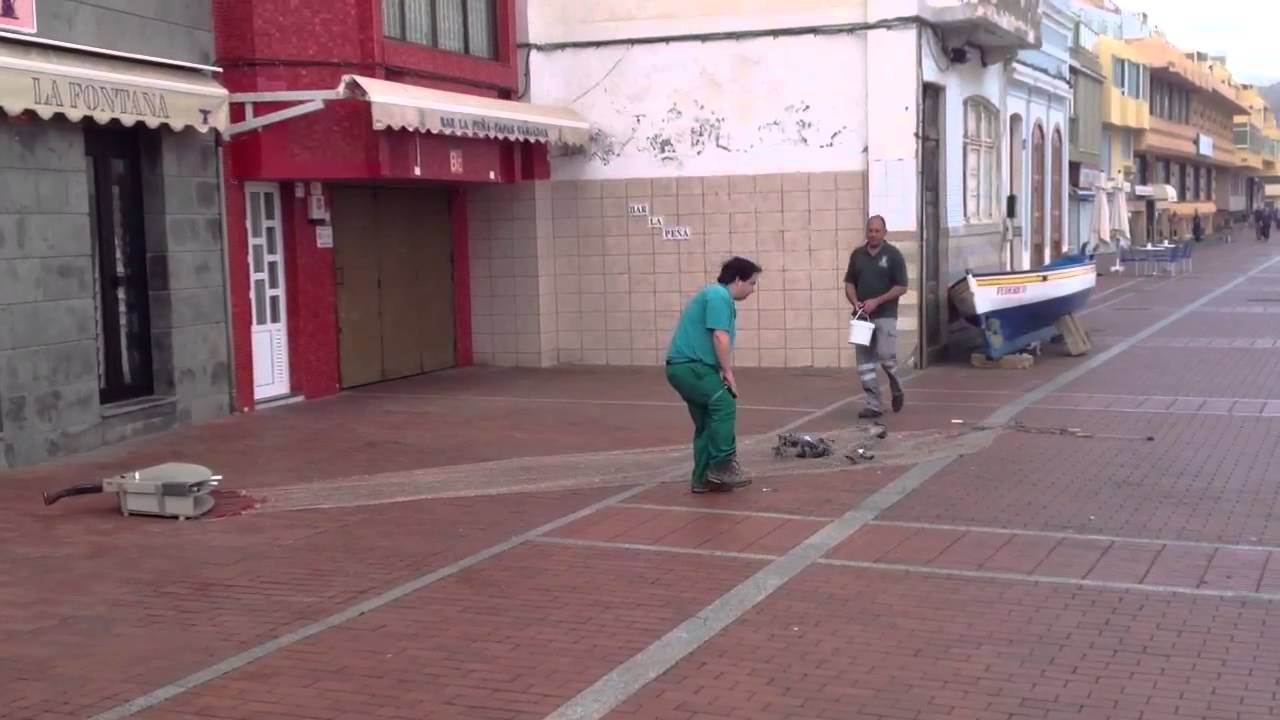 Cazando palomas en la playa de Las Canteras. - YouTube