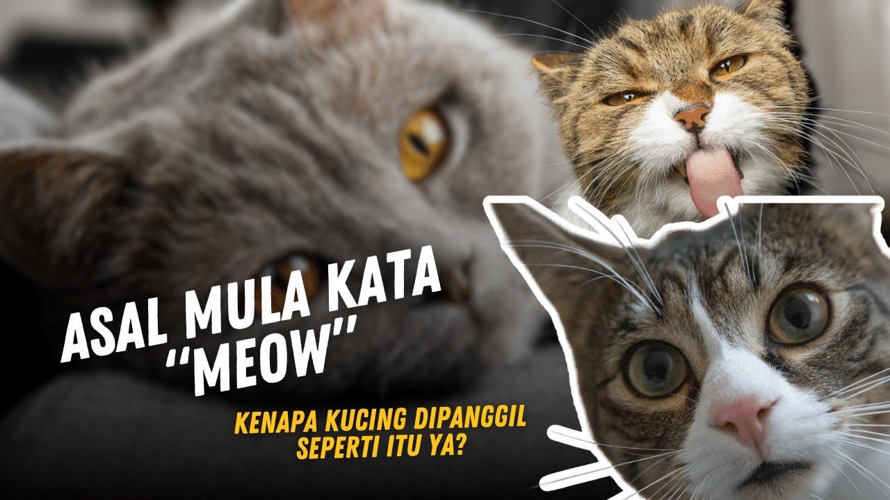 MENGAPA KUCING BERSUARA 'MEOW'? DARIMANA ASAL KATA "MEOW" BERASAL ...