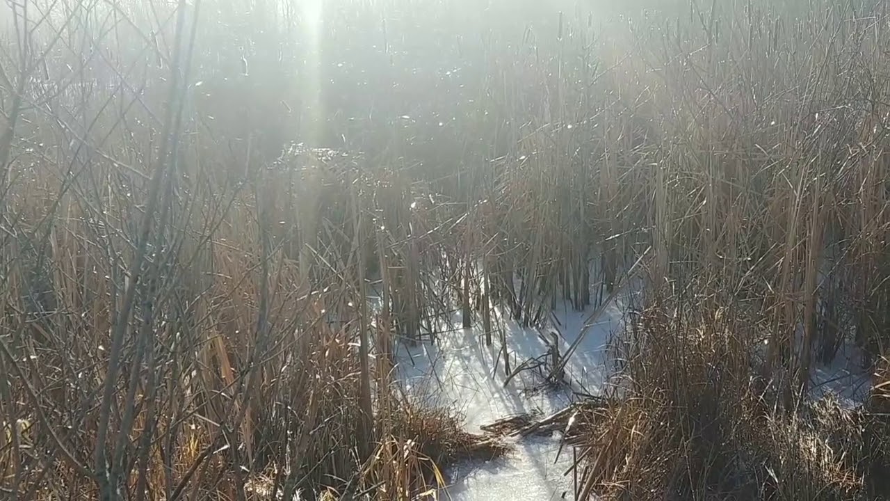 Jeff Dunlap & Clint Locklear trapping, trap locations in winter - YouTube