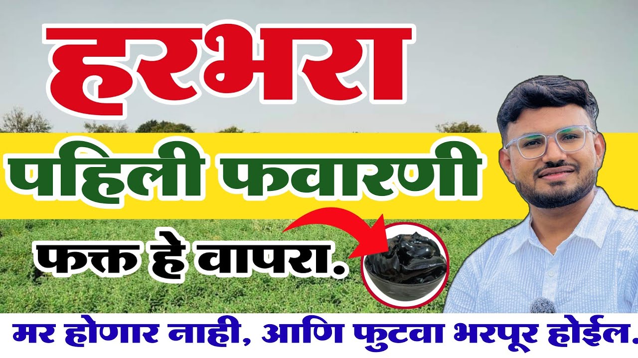 हरभरा पिकासाठी पहिली फवारणी | Harbhara pahili favarni | हरभरा पिकाची मर ...