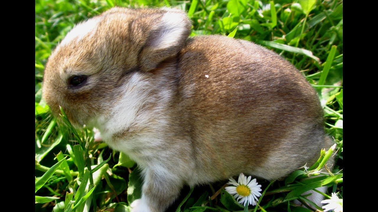 Süße Zwerghasenbabys wenige Tage alt das erste mal auf der Wiese ...