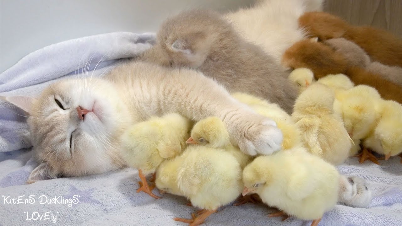 Little chicks have found the mother hen! Mom cat cuddles the chicks to ...
