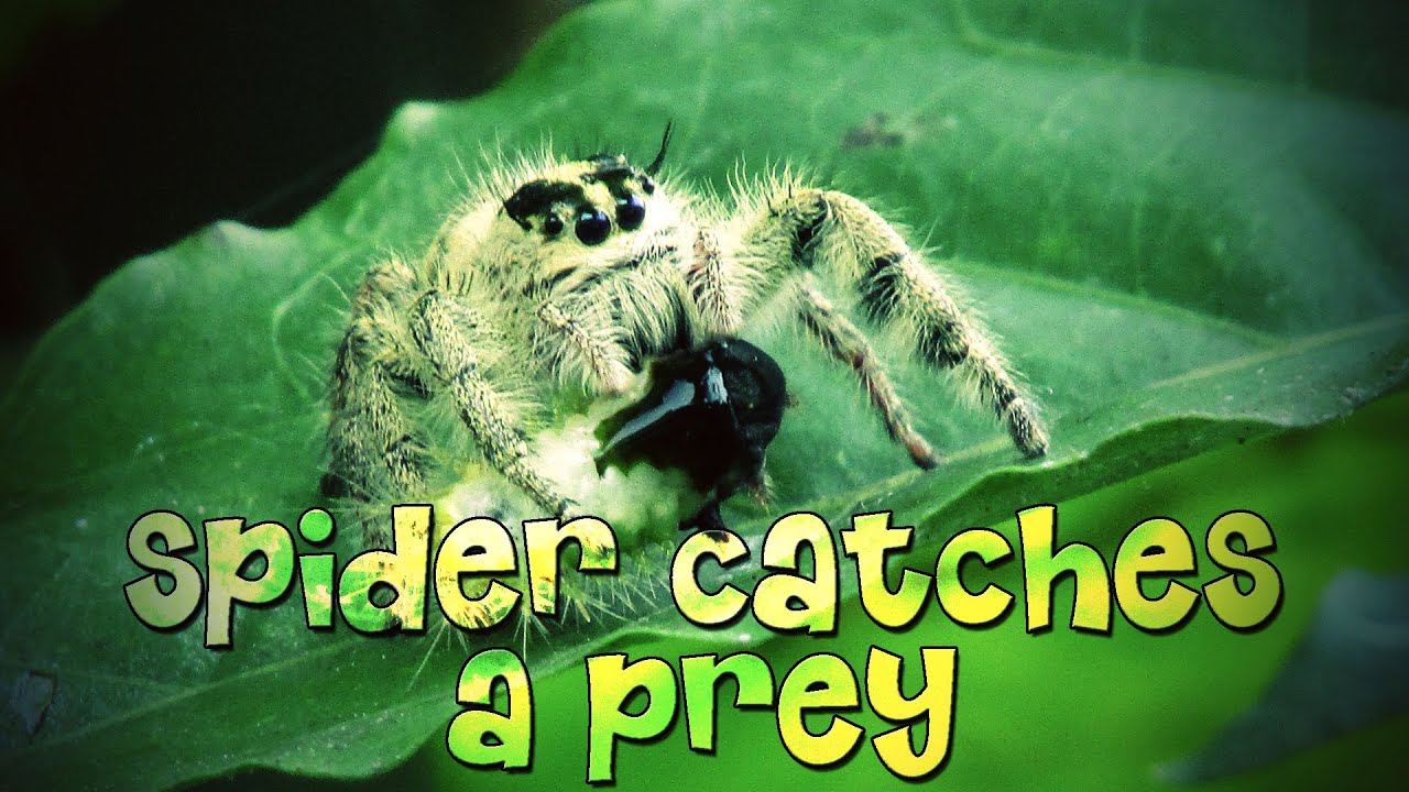 Jumping spider catching prey - Nature Shots Video - YouTube