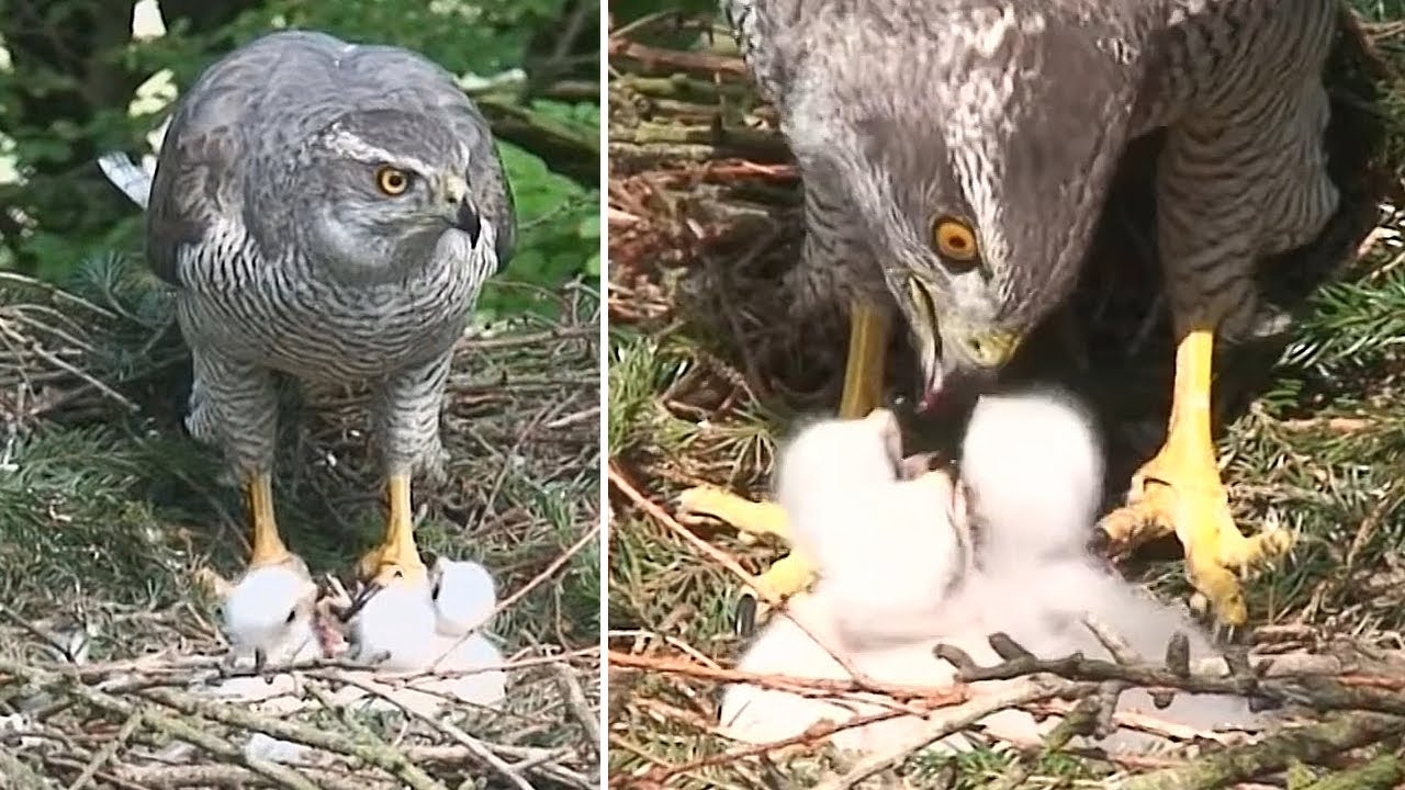 Goshawk Nesting | オオタカの巣 - YouTube