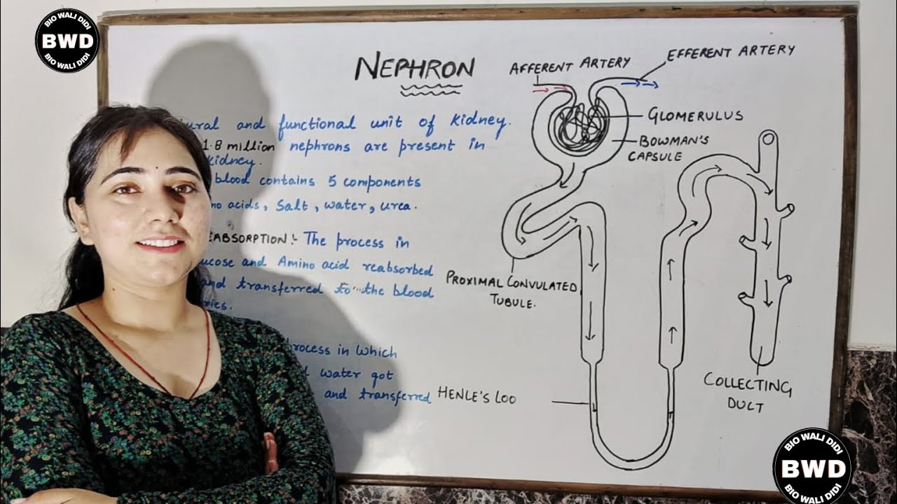 LIFE PROCESSES CLASS 10:-NEPHRON - YouTube