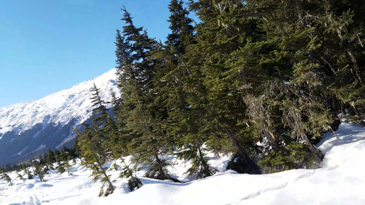 Women Screaming For Help In Moose Territory - YouTube