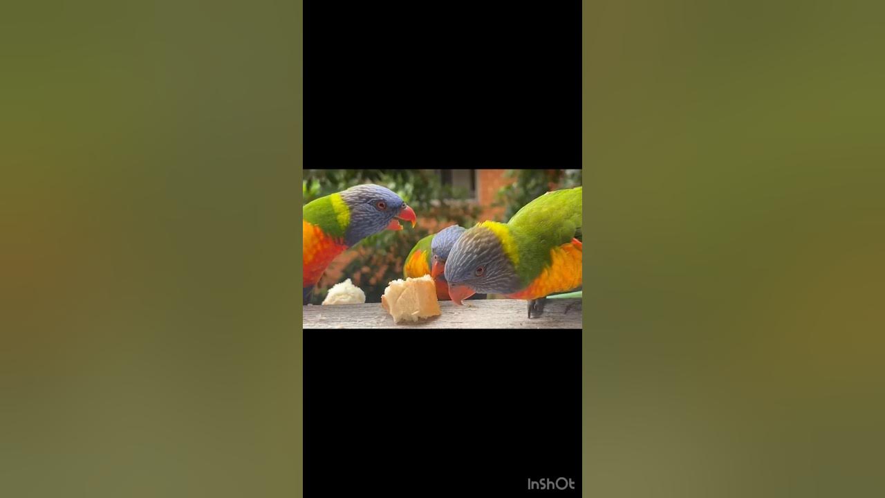 Lorikeet family#shortsfeed #shortsvideo #shortsvideo #australia # ...