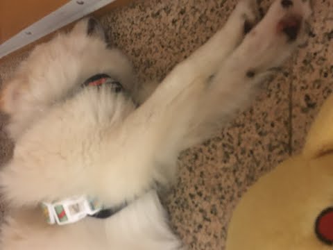 How to train your dog not to trample you